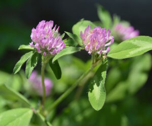 Red Clover - Witch Academy